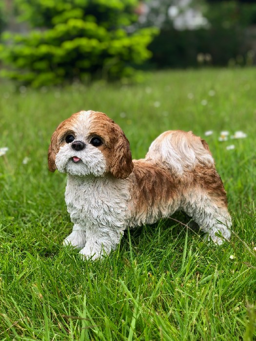 Shih Tzu Boomer staand bruin en wit 26 cm hoog